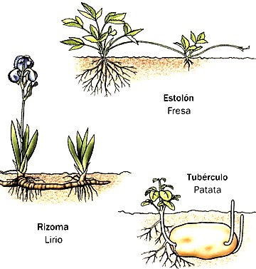7 CIENCIAS: 3 Lección: Reproducción en plantas: 3 Lección Reproducción ...